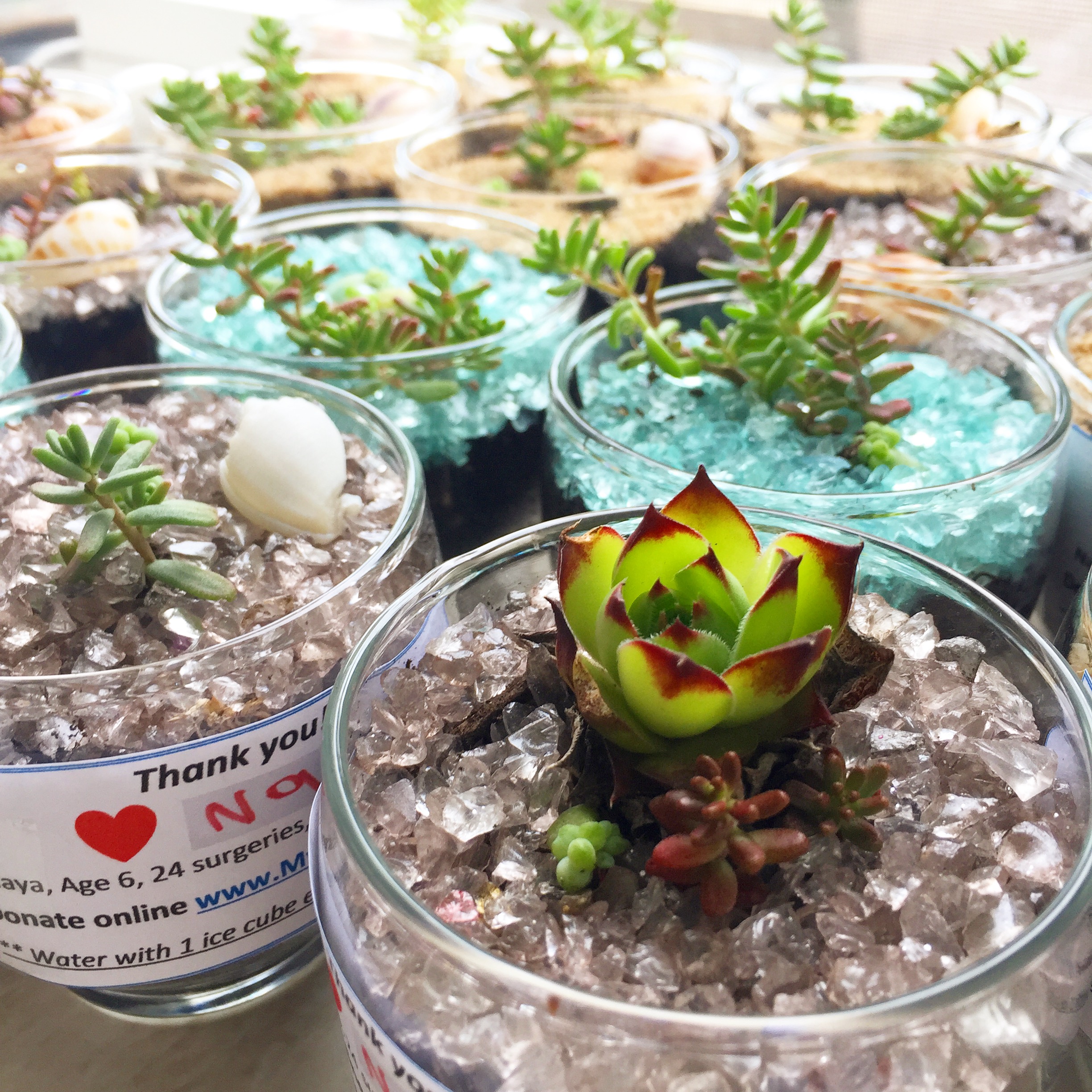 Succulent Fundraiser! – My YaYa Girls